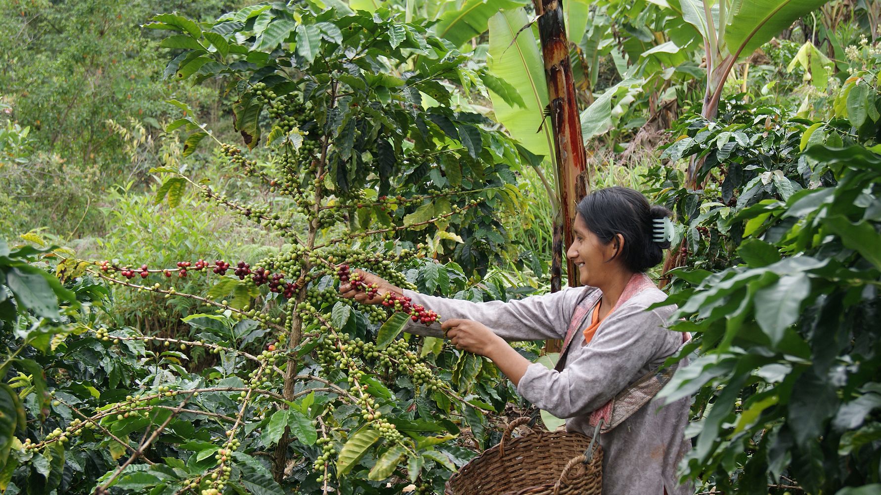 An extra SEK 38 million to Fairtrade farmers | Löfbergs